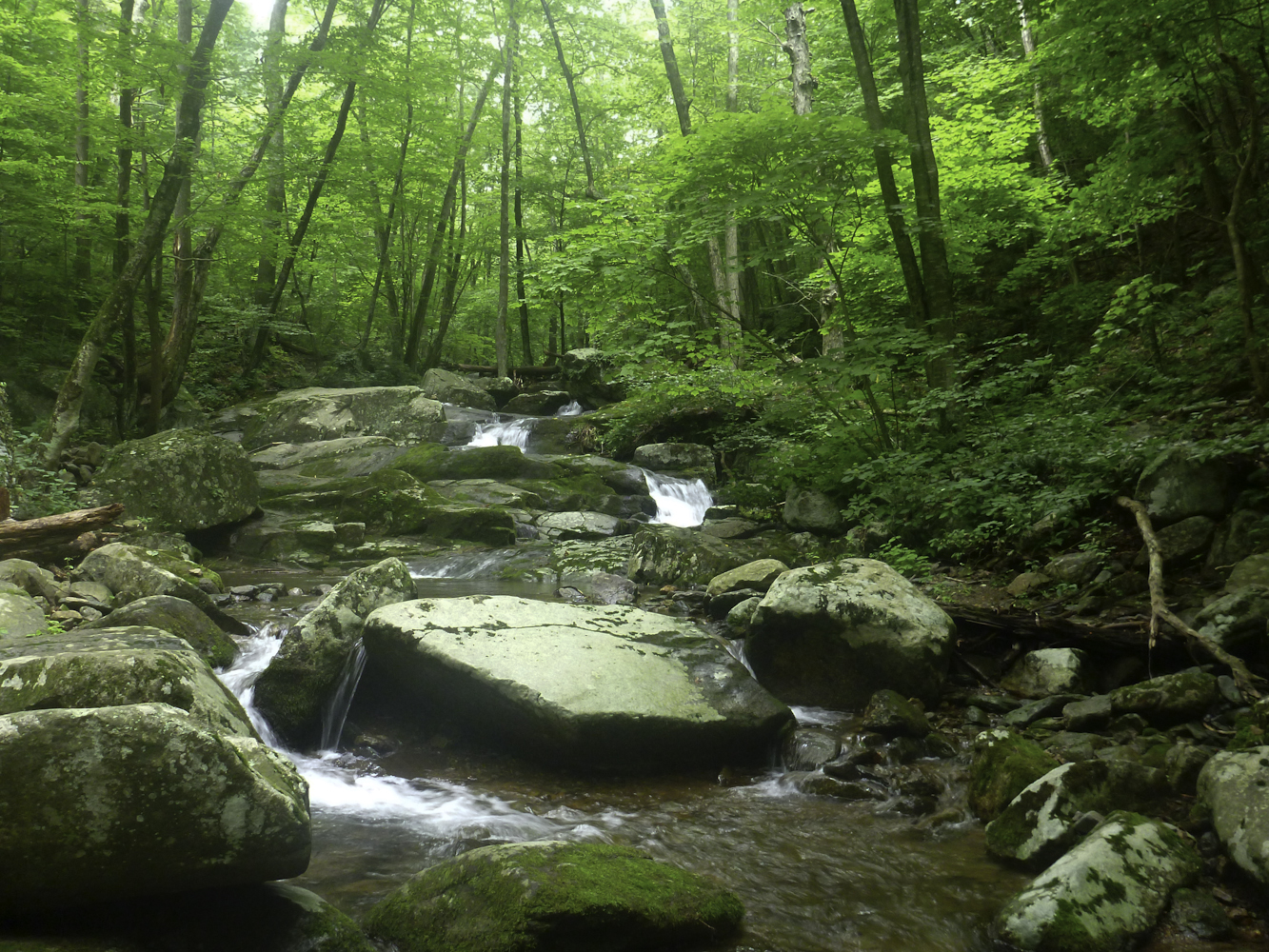 Shenandoah: Rose River Loop Trail and Bear! – The Forgetful Wanderer